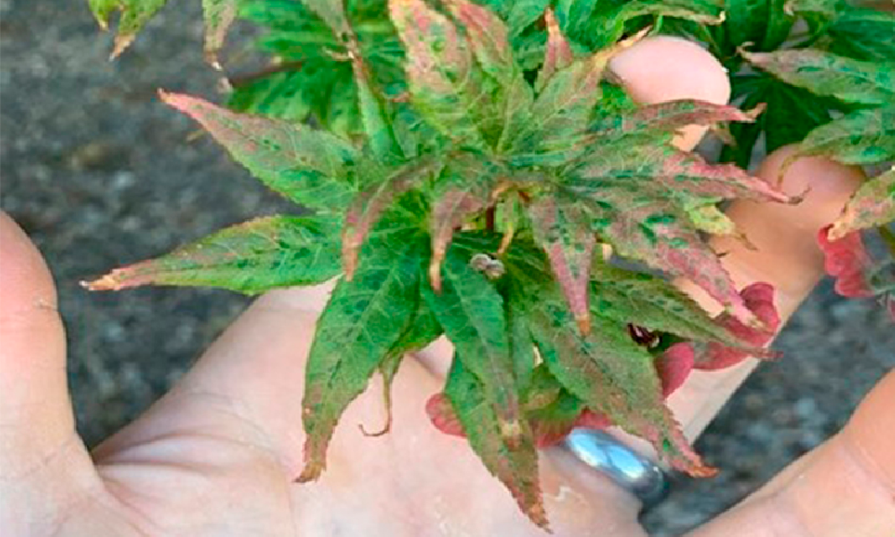 Shortstop 2SC Over-Regulation Protocol | Golf Course Trades