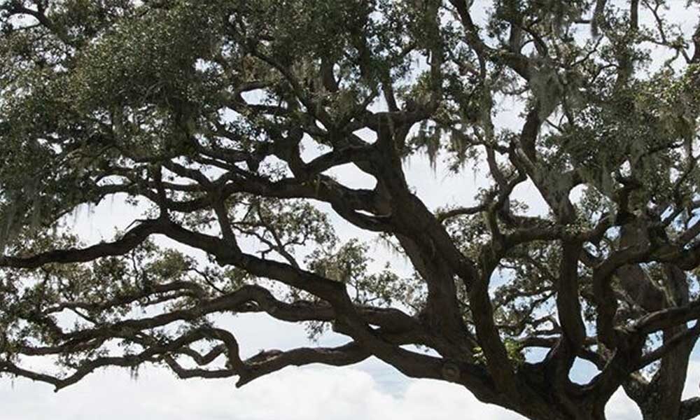 Get to Know Tree Expert Barry Gemberling | Golf Trades